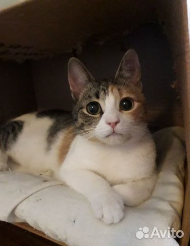 Нежная девочка-подросток ищет семью