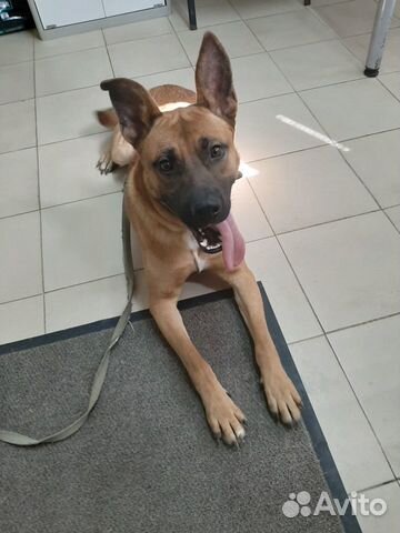 Бельгийская овчарка помесь мальчик нужен дом