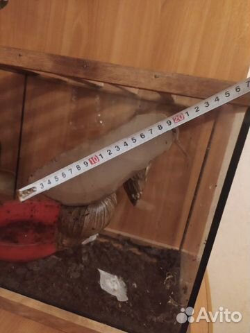 Ахатины с аквариумом