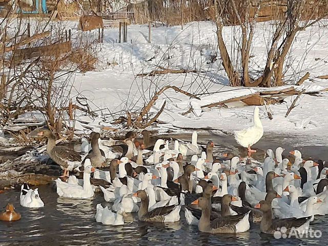 Гуси "Уральские белые" на племя