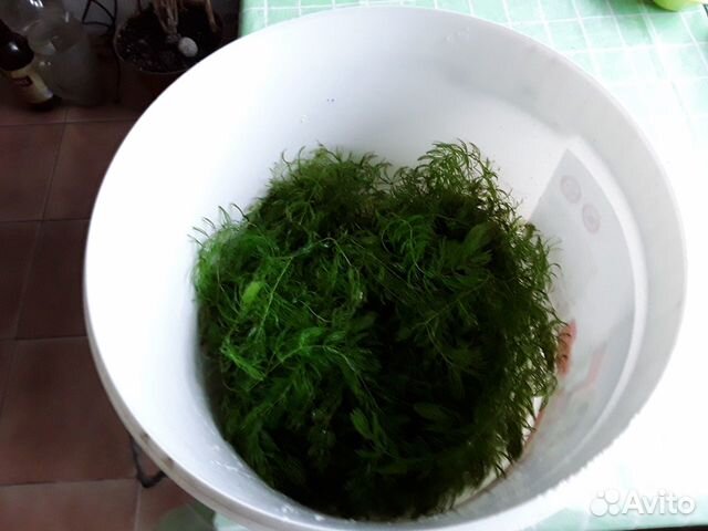 Растение для аквариума