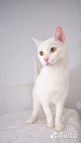 Кот Ожар ищет хозяина. Отдадим в хорошие руки