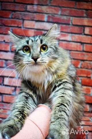 Котенок девочка Сима 6 мес