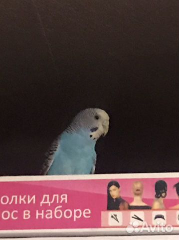 Папугай с клеткой, кормушкой, поилкой, качелью, ко