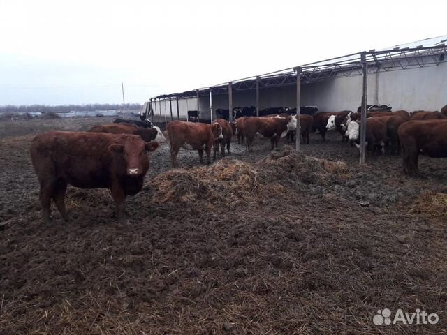 Продажа крс