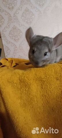 Шиншилла