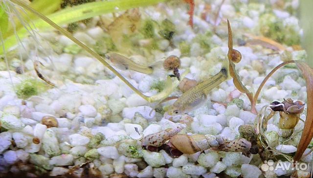 Аквариумные улитки мелания таберкулата