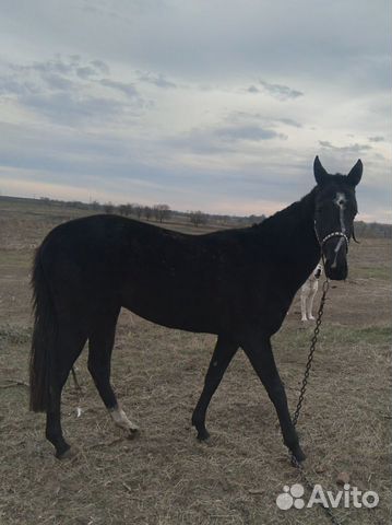 Ахалтекинец