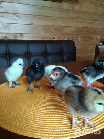 Бресс Гальские, Синь-синь-дянь рыжие, Лакеданзи,ин