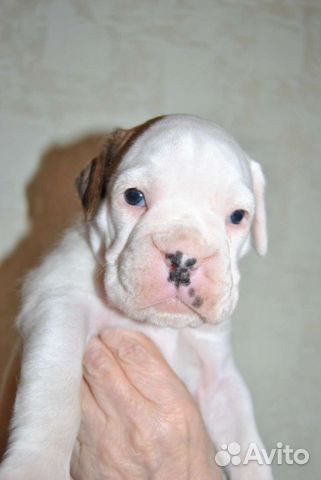 Щенок боксера