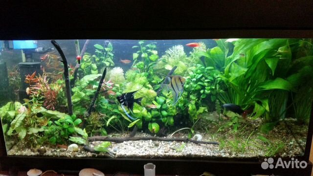 Аквариумные растения