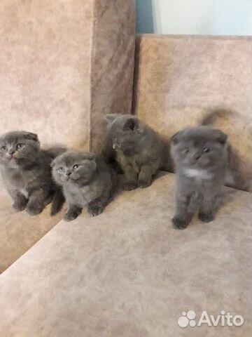 Шотландская