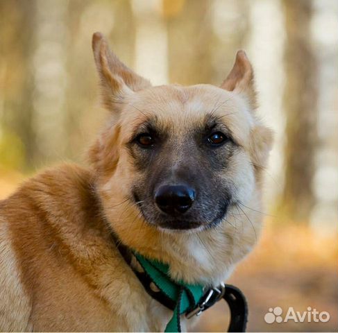 Собака в дар