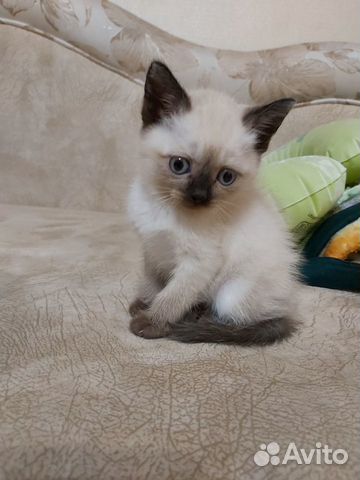 Тайский котёнок крошка с ладошку