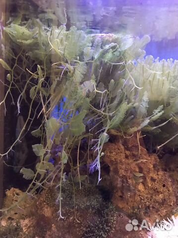 Водоросли для морского аквариума. Морские водоросл
