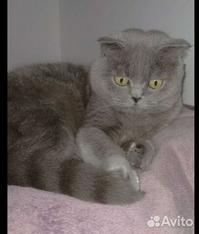 Кошка