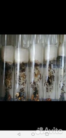 Messor Structor весна 2021