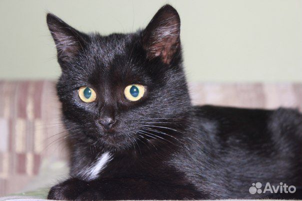 Котенок девочка