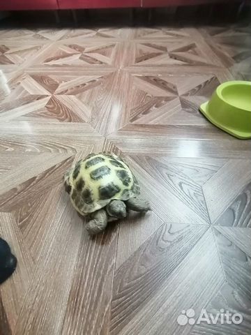 Черепаха сухопутная с террариумом