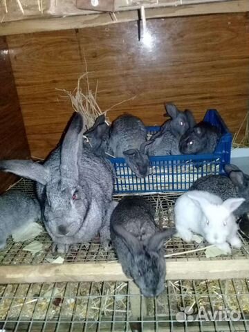 Возможен обмен на овес или гранулы