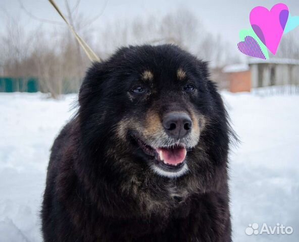 Собака Александрия, 6 лет. Месяц корма в подарок