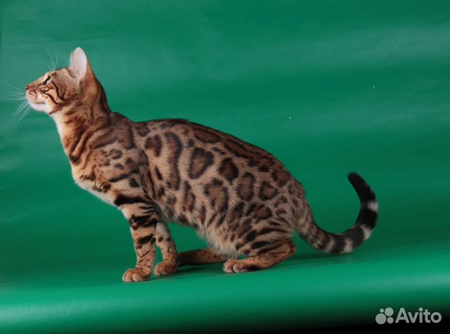 Шикарная бенгальская кошечка