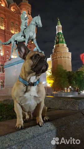 Вязка, французский бульдог чистокровный