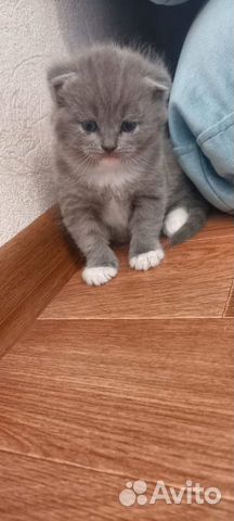 Вислоухая британка красавица