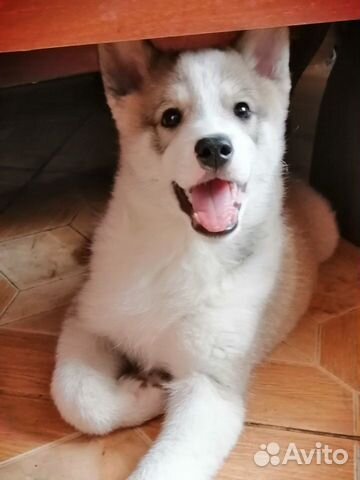 Собаки щенки лайка