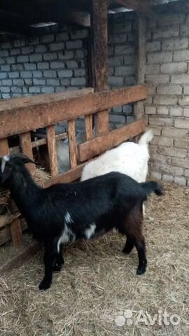 Продам коз