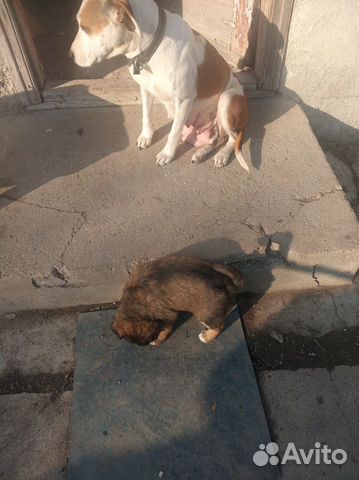 Собака в добрые руки щенок