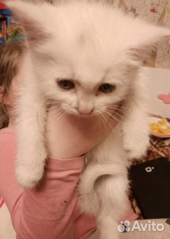 Котенок турецкая ангора