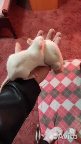 Декоративная крыса