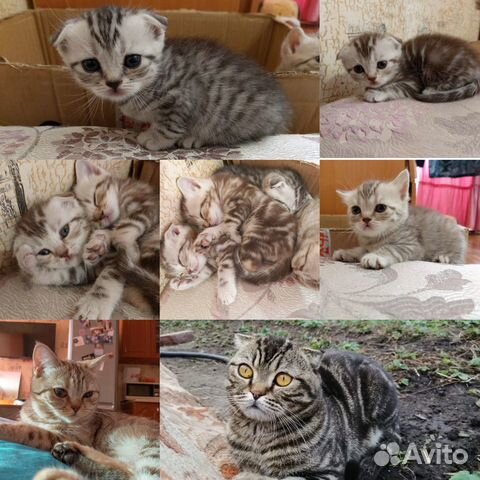 Шотландские котята