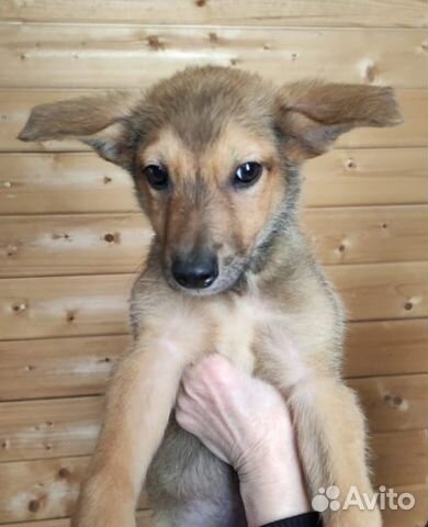 Маленький лисенок маленькой породы