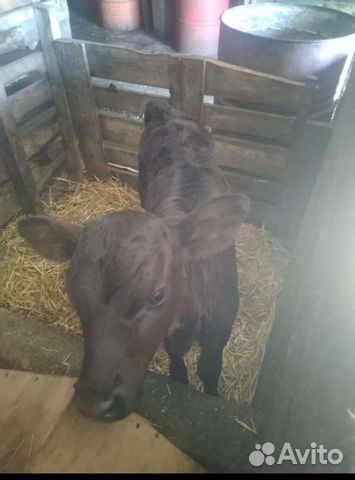 Бык теленок