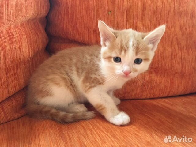 Котята отдам в добрые руки бесплатно