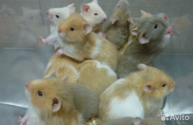 Сирийские Ангорские Хомяки Супер Хомячата