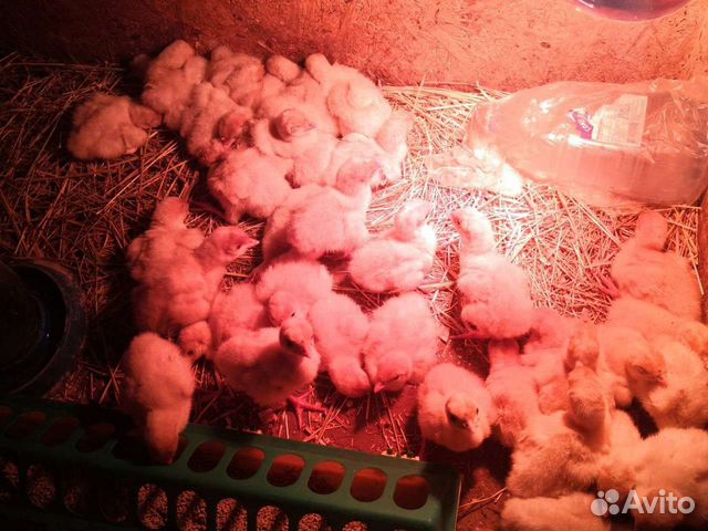 Индюшата хайбрид конвертер