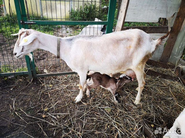 Козы нубийские и зааненские