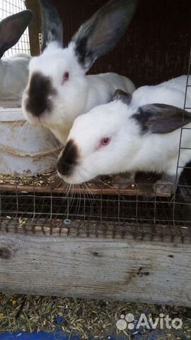 Продам Калифорнийских кроликом самок и самцов