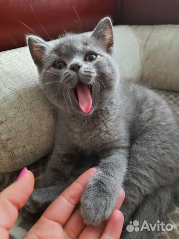 Британский котенок