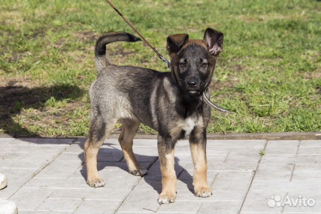 Щенок Малинка ищет хозяина. В хорошие руки