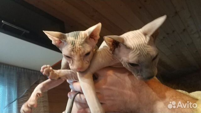 Донской сфинкс котята