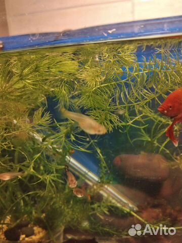 Гуппи самки. Есть рыбки на корм