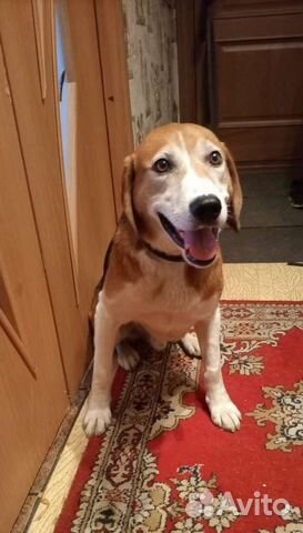 Эстонская гончая