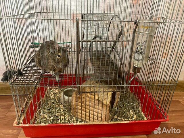 Белка дегу бесплатно