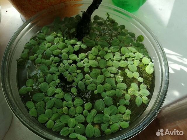 Прополка из аквариума