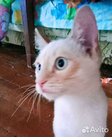 Тайский котенок 5 мес