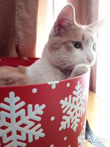 Кошка в добрые руки
